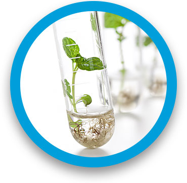 Phynova | Harnessing the Therapeutic Power of Plants