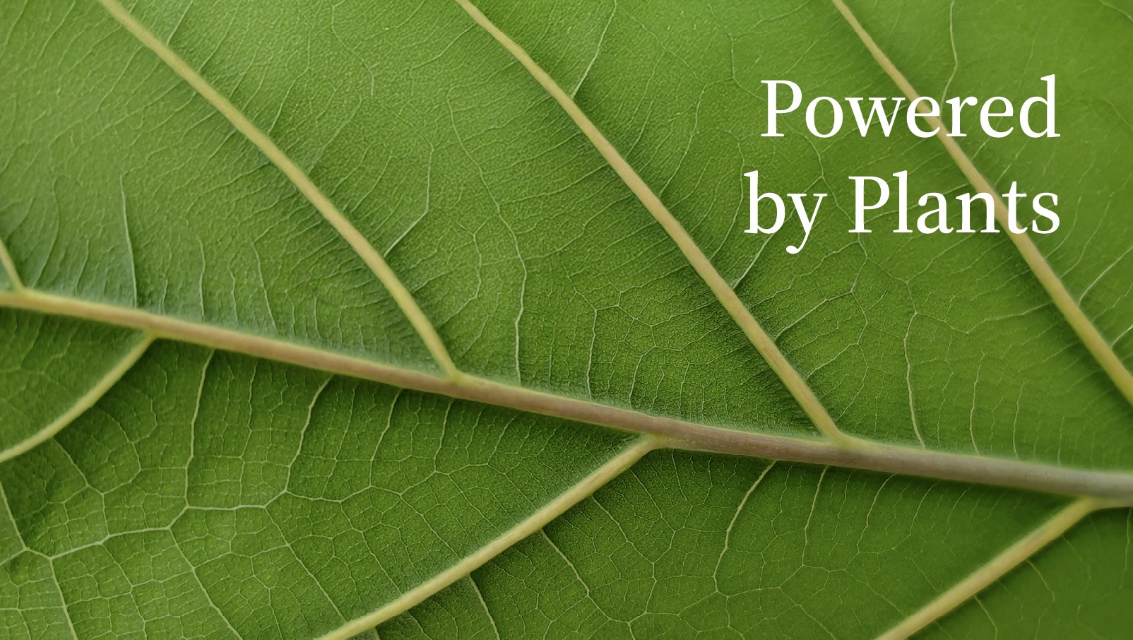 Phynova | Harnessing the Therapeutic Power of Plants